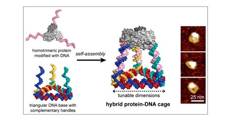 Tunable Nanoscale Cages From Self Assembling Dna And Protein Building Blocks Acs Nano
