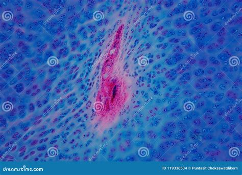 Human Hyaline Cartilage Bone Under Microscope View For Education