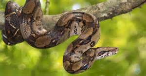 Boa Vs Python How To Tell Them Apart A Z Animals