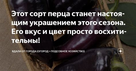 Этот сорт перца станет настоящим украшением этого сезона Его вкус и цвет просто восхитительны