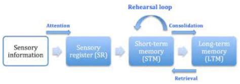 Multistore Model Of Memory Flashcards Quizlet