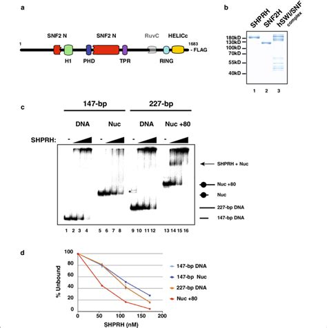 Shprh Is A Dsdna And A Nucleosome Binding Protein A Schematic