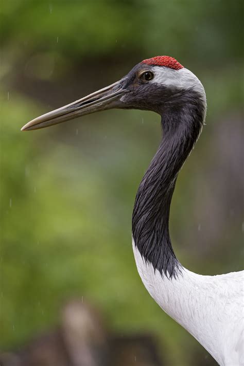 Crane Pictures Bird At Victor Vanhoy Blog