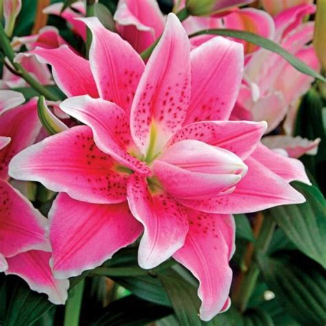 Lily Love How To Grow Lilies The Garden Glove