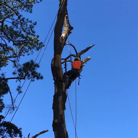 Tree Services Ballarat Rapid Minichip Tree Removal Rapid Mini Chip
