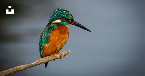 나뭇가지 위에 앉아 있는 형형색색의 새 사진 Unsplash의 무료 물총새 이미지