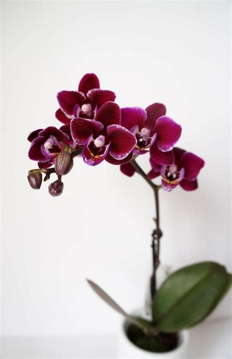 🌿 Мини Orhidei Bg Орхидеи редки видове торове почви