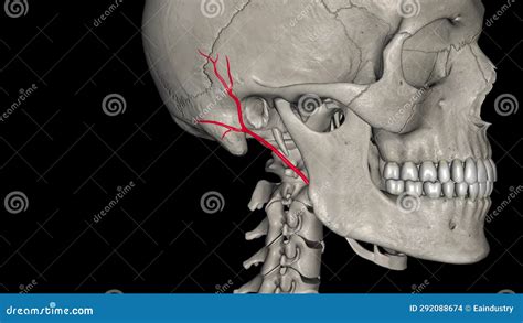 The Popliteal Artery Is One Of The Major Arteries Of The Leg It Is A