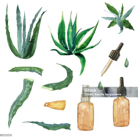 흰색 배경에 고립 된 알로에 베라 요소의 클립 아트 수채화 손 그리기 그림 식물 잎 유리 병 허브 프린트 의료 디자인에 적합합니다 알로에베라 젤에 대한 스톡 벡터 아트 및