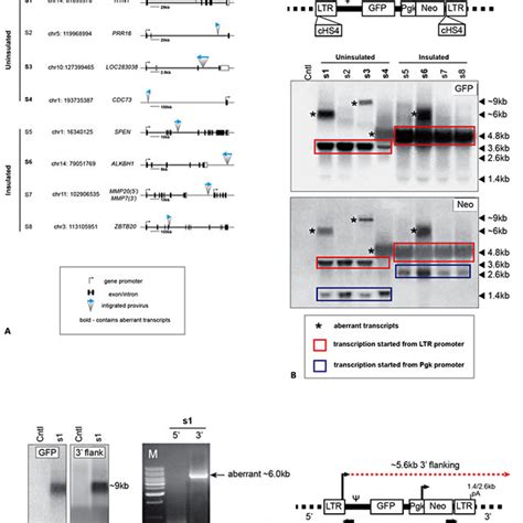 Detection Of Aberrant Vector Transcripts By Northern Blot Analysis Of