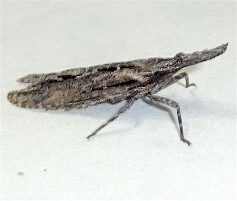 Long Nose Bug Scolopsella Reticulata BugGuide Net