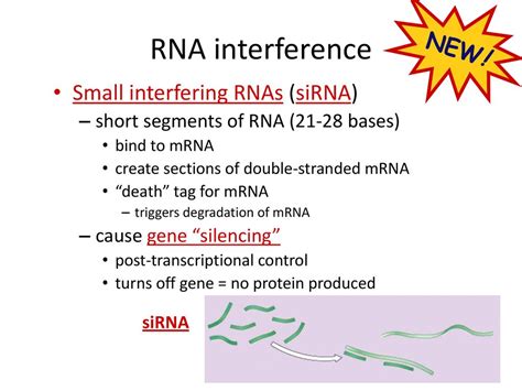 Control Of Prokaryotic Bacterial Genes Ppt Download
