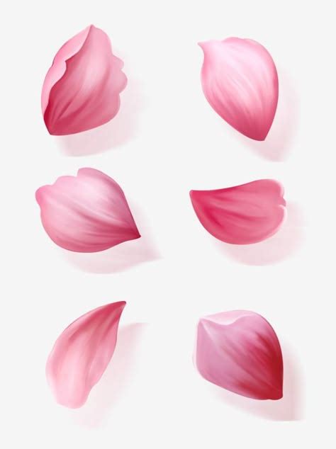 Drawing Flower Petals