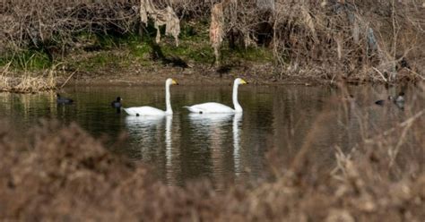 위장옷 입고 망원경으로 새 관찰 태화강 하구 생태관찰장 운영