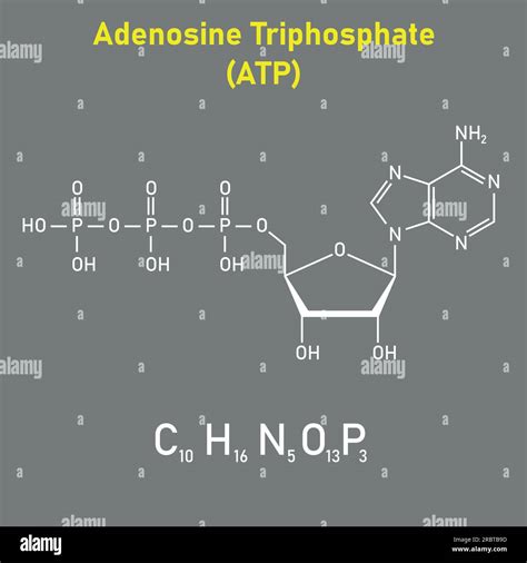 Chemical Structure Of Adenosine Triphosphate Atp C10h16n5o13p3 Adenine Ribose And Three
