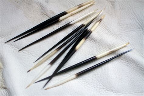 African Porcupine Quills