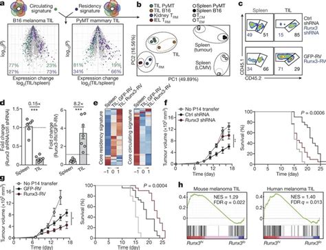 cd8⁺ tils share transcriptional signatures with trm cells and require download scientific