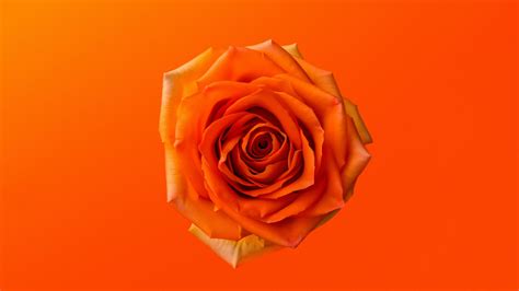 Orange Rose Wallpapers Desktop Beautiful Orange Rose Background