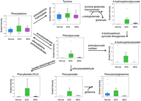 Phenylalanine Metabolic Pathway Phenylalanine And Tyrosine Analyzed By