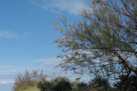 Tree And Bushes On The Beach Stock Photo Image Of Sandy Branches 177609890