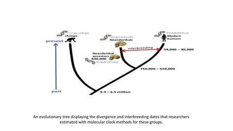 Molecular Phylogeny Molecular Clock Hypothesis Molecular Evolution
