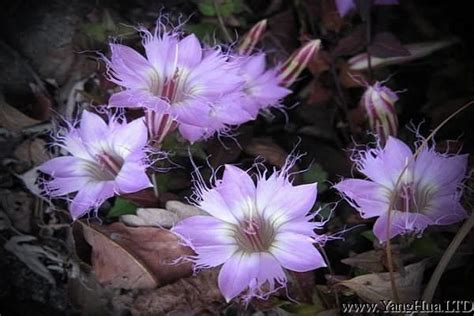 如何使紅花龍膽在元旦開花 養花網