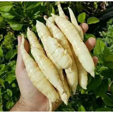 Jual Umbi Sagu Umbi Garut Segar 1kg Shopee Indonesia
