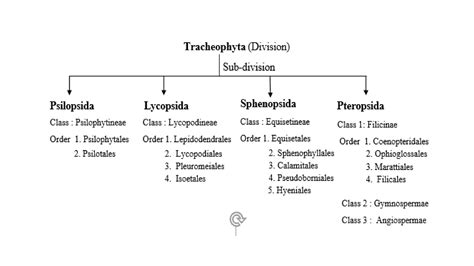 Classification Of Pteridophytes Systems Pptx