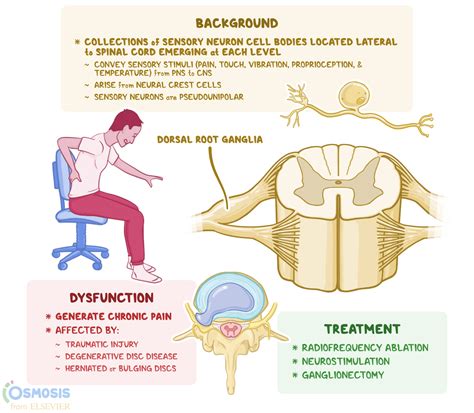 Dorsal Root Ganglion What Is It Where Are They Located Function Osmosis