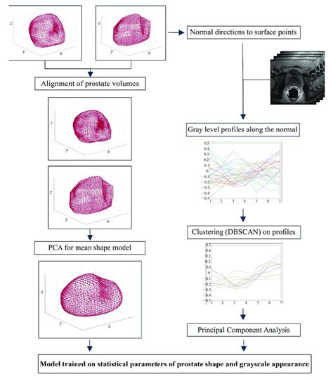 Steps Followed To Create I The Average Prostate Shape Model And Ii Download Scientific