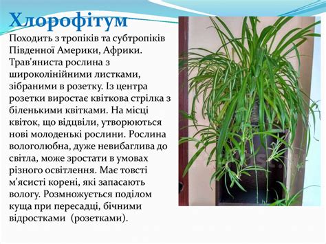 Вибір видів кімнатних рослин для вирощування в певних умовах Практична робота №4 презентация