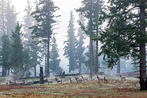 Nooksack Nooksack Indian Tribe Communications Page