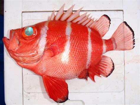 ミナミクルマダイ WEB魚図鑑