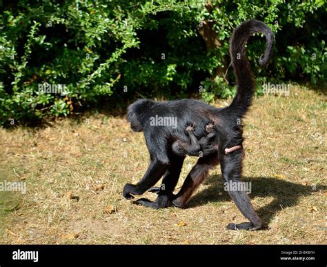 Newborn Spider Monkey