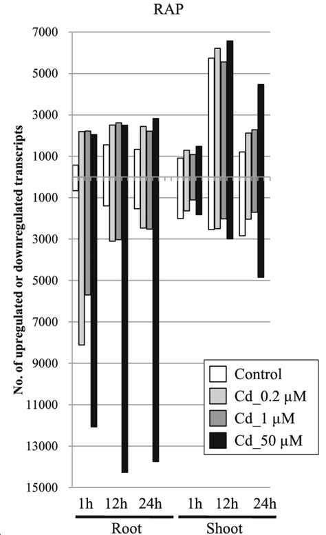 Distribution Of Upregulated And Downregulated Transcripts With Rap