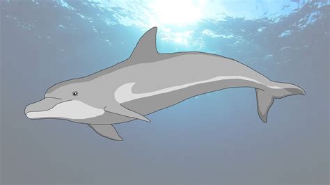 Common Bottlenose Dolphin By Shipputomas On Deviantart