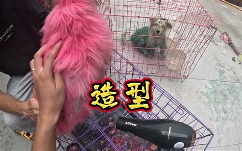 七夕节了给狗子们做个造型以后好找对象！ 查大本事 查大本事 哔哩哔哩视频