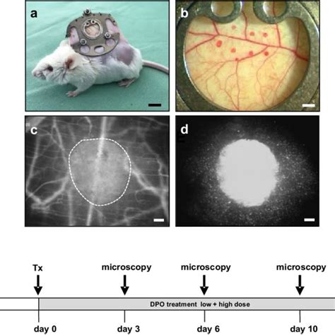 Experimental Setting Of Islet Transplantation A Fvb N Mouse Equipped