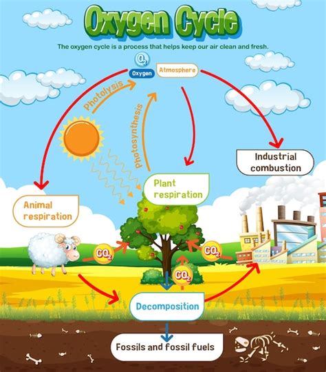 Oxygen Cycle Vector Illustration Labeled Educational Stock 46 Off