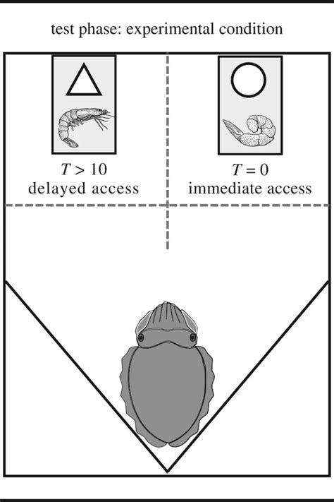 Surprising Factors That Affect Your Cognitive Test Scores Cognitive Test Cognitive Test