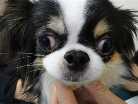 広島県呉市石崎動物病院 犬の眼球突出