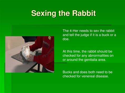 PPT Basic 4 H Rabbit Showmanship PowerPoint Presentation Free Download ID 173140