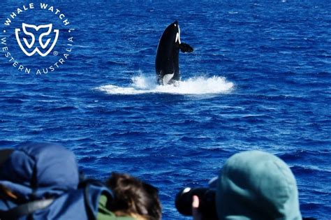 why do orca spy hop whale watch western australia