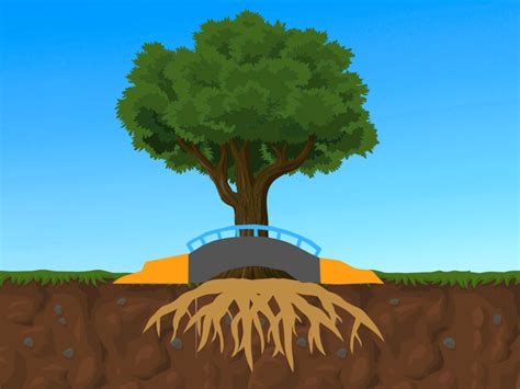 How To Stop Pavement Lift From Tree Roots Citygreen