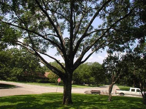 Tree Service Houston Tree Trimming Removal Arborists