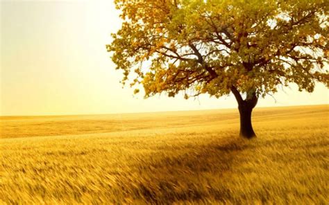 Grass Field Trees River Sunset Wallpapers Grass Field