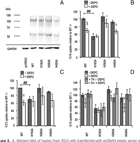 Figure 1 From Importance Of His192 In The Human Thyroid Hormone Transporter Mct8 For Substrate