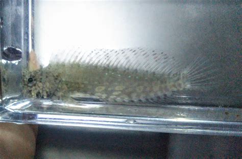 ヤエヤマギンポ 2020 05 24 WEB魚図鑑
