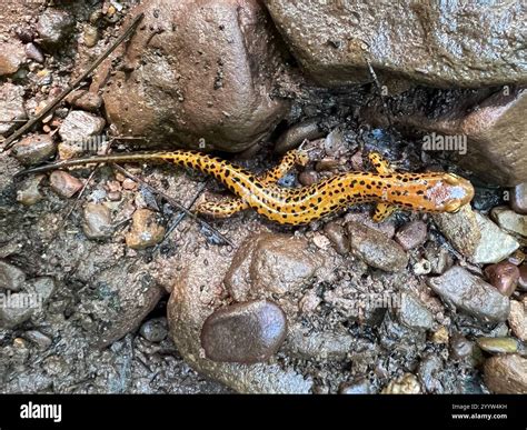 Eastern Long Tailed Salamander Eurycea Longicauda Longicauda Stock