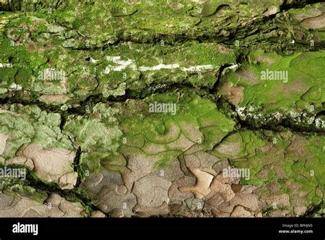Mottled Tree Bark Hi Res Stock Photography And Images Alamy